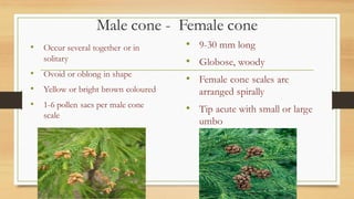 Comparative study of reproductive structures in coniferales.pdf ...