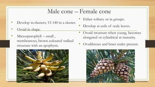 Comparative study of reproductive structures in coniferales.pdf ...