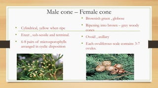 Comparative study of reproductive structures in coniferales.pdf ...