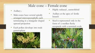 Comparative study of reproductive structures in coniferales.pdf ...