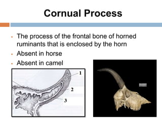 Comparative study of skull of camel, ox | PPTX