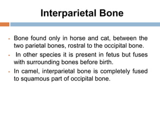 Comparative study of skull of camel, ox | PPTX