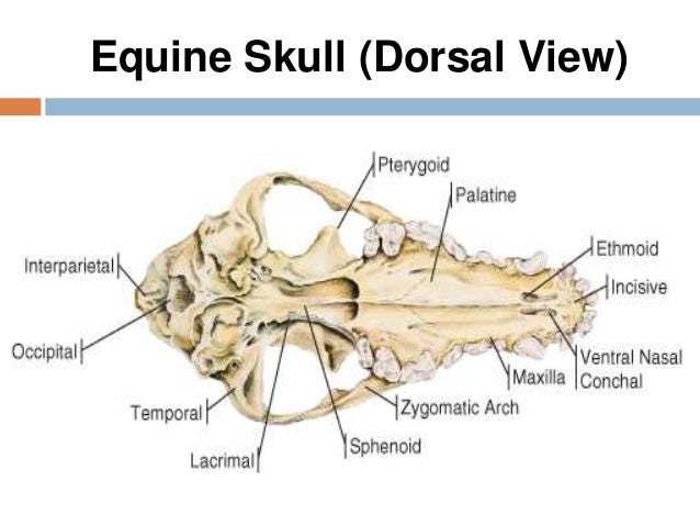 Comparative study of skull of camel, ox