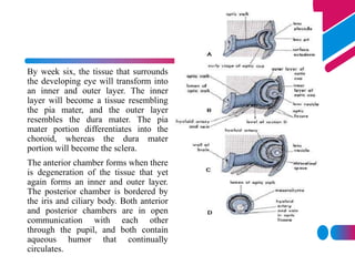 Comparative study of vertebrates | PPTX