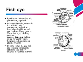 Comparative study of vertebrates | PPTX