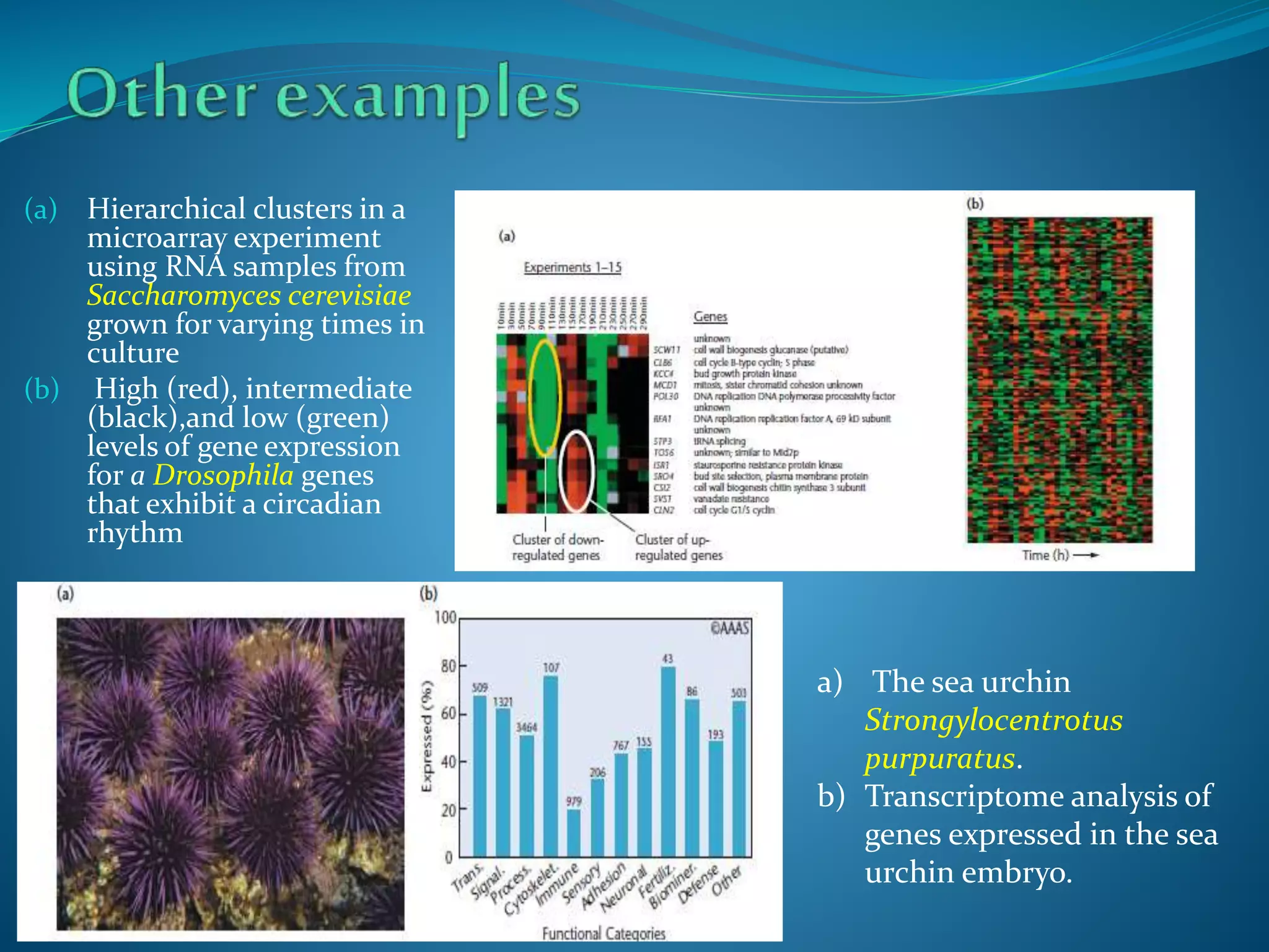 Comparative Transcriptomics Pptx Biological Sciences Science