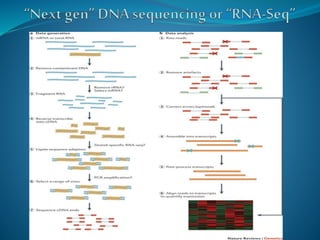 Comparative transcriptomics | PPTX