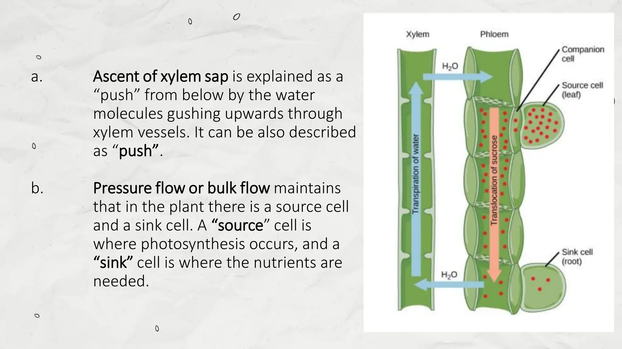 Compare and Contrast Processes in Plants and Animals - Transport and ...