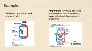 Compare and Contrast Processes in Plants and Animals - Transport and ...