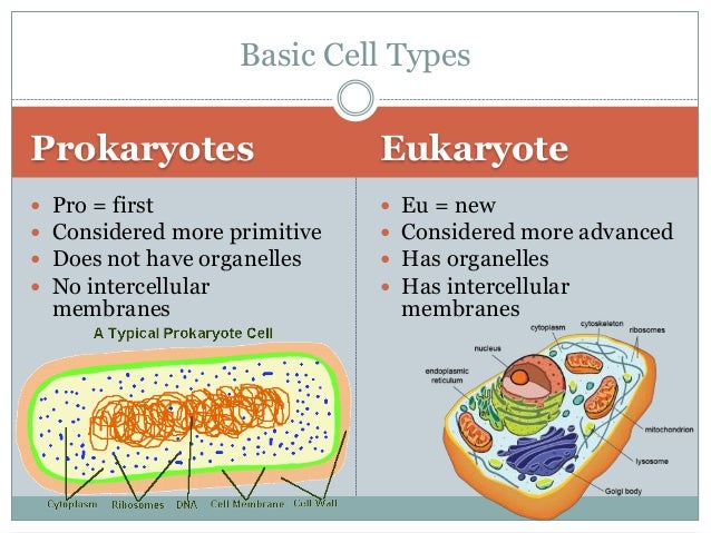 Comparing Photosynthesis And Cellular Respiration