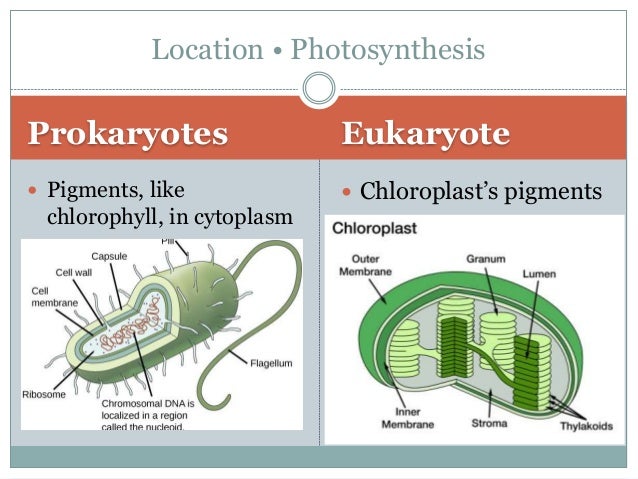 Comparing Photosynthesis & Cellular Respiration