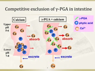 Compare the effects of γ pga fermentation products with... | PPTX