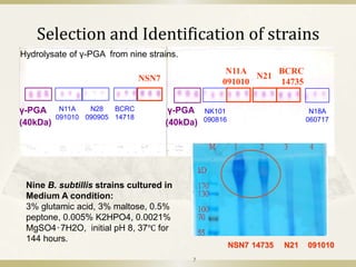 Compare the effects of γ pga fermentation products with... | PPTX