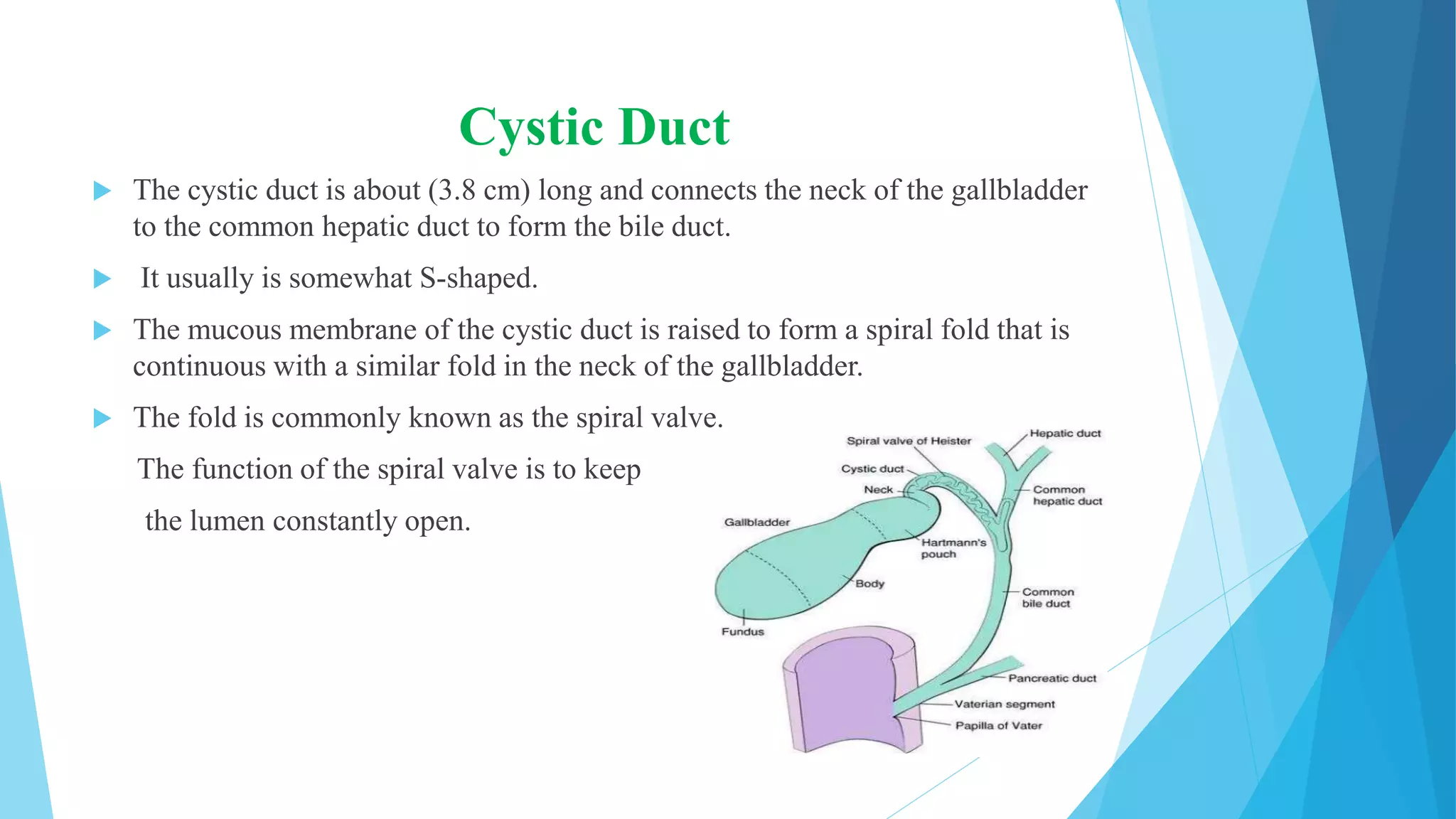 Compare the role of pancreas, liver and gallbladder in digestion | PPTX