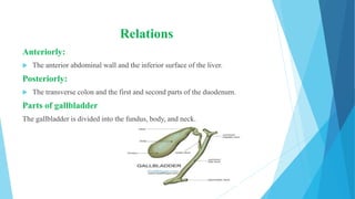 Compare the role of pancreas, liver and gallbladder in digestion | PPTX