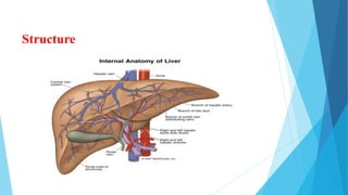 Compare the role of pancreas, liver and gallbladder in digestion | PPTX