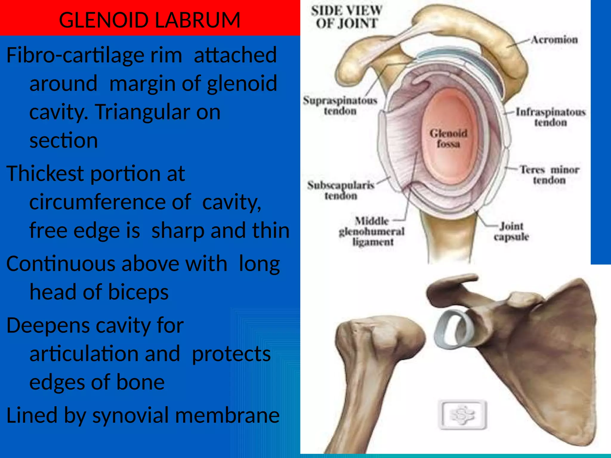Comparetive anatomy & kinesiology of large important synovial joint of ...