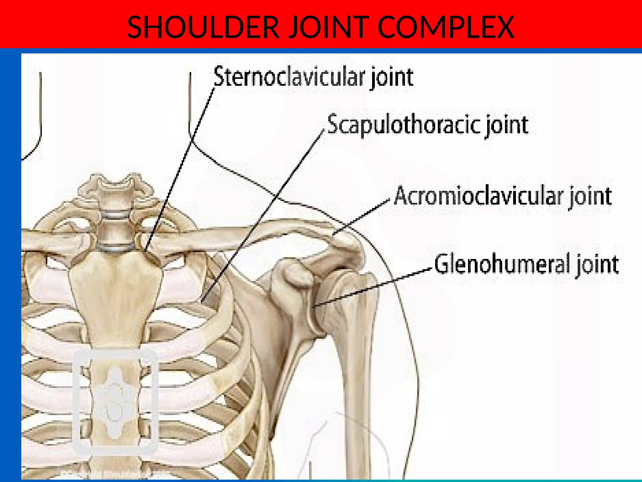 Comparetive anatomy & kinesiology of large important synovial joint of ...