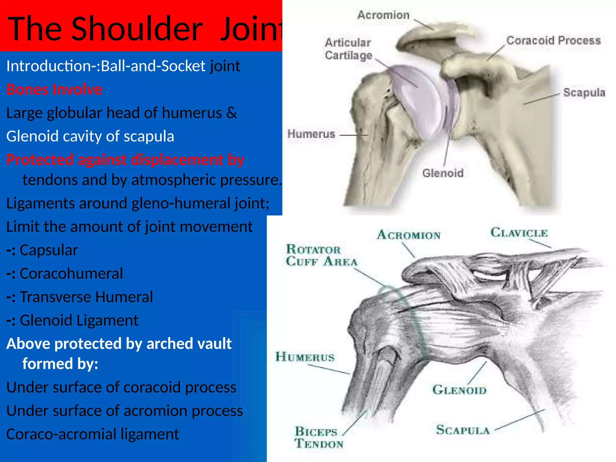 Comparetive anatomy & kinesiology of large important synovial joint of ...