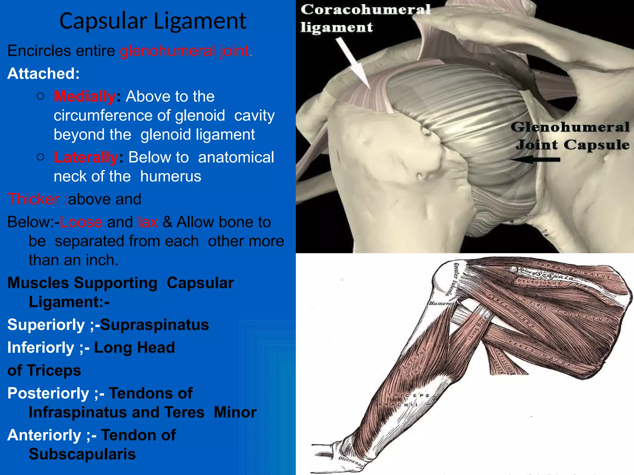 Comparetive anatomy & kinesiology of large important synovial joint of ...