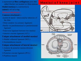 Comparetive anatomy & kinesiology of large important synovial joint of ...