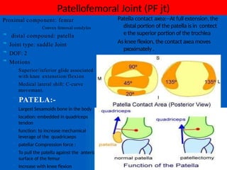 Comparetive anatomy & kinesiology of large important synovial joint of ...