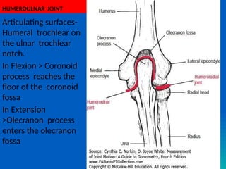 Comparetive anatomy & kinesiology of large important synovial joint of ...