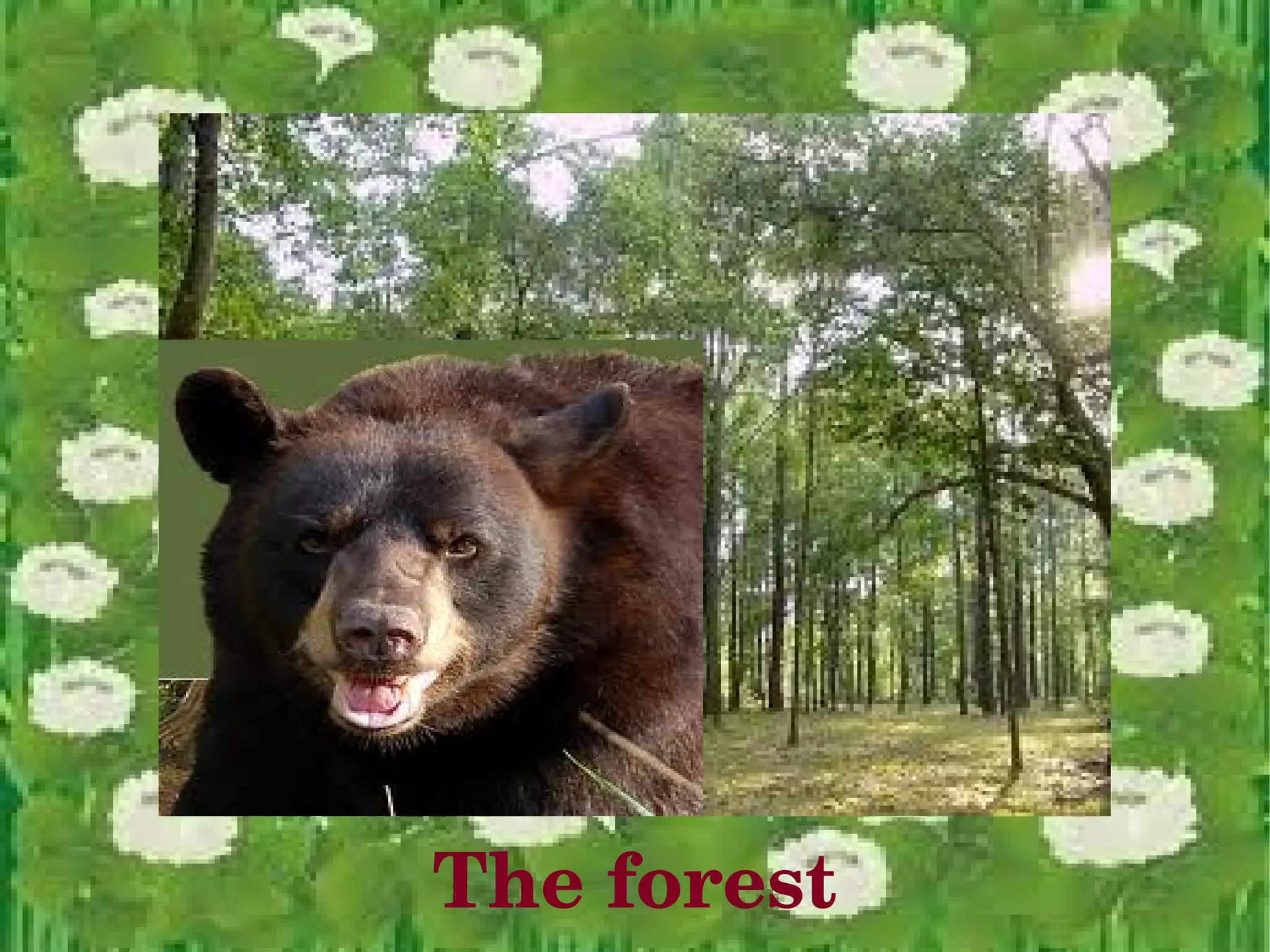 Comparing animals | ODP