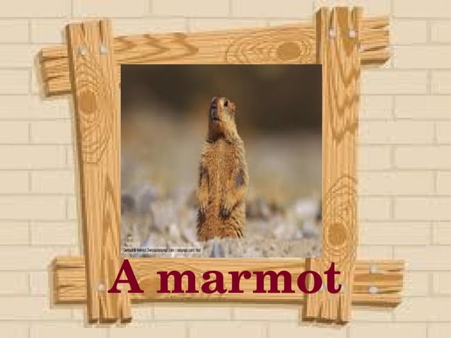 Comparing animals | ODP