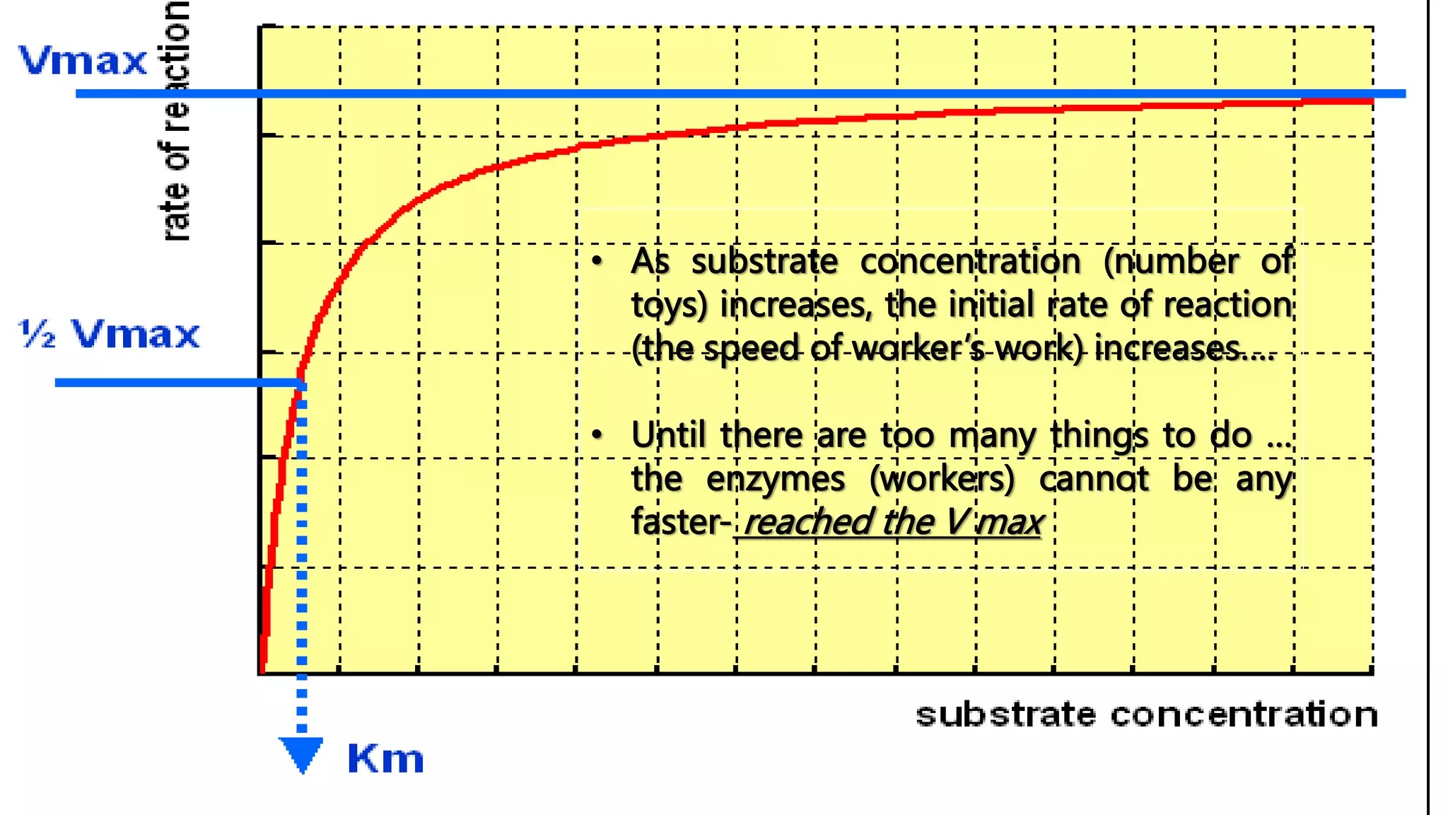 Comparing Enzyme Affinity (1) (1).pptx