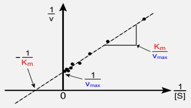 Comparing Enzyme Affinity (1) (1).pptx | Chemistry | Science