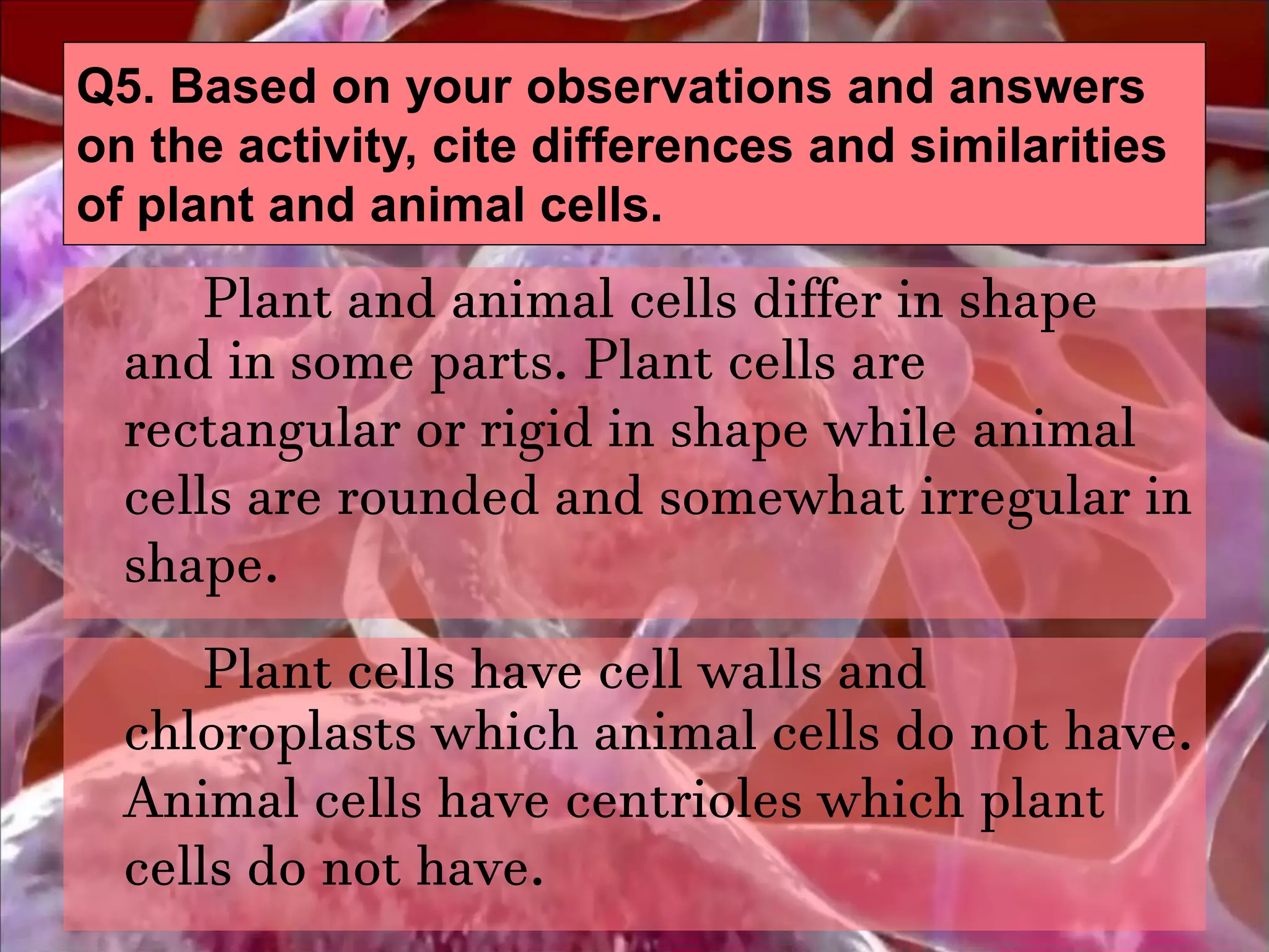 Comparing plant and animal cell | PPT