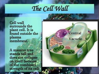 Comparing plant and animal cell | PPT