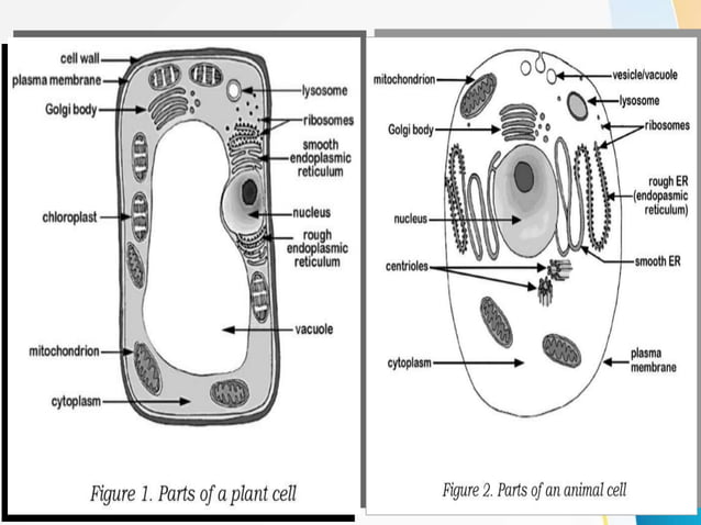 Comparing plant and animal cell | PPT | Biological Sciences | Science