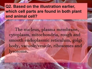 Comparing plant and animal cell | PPT