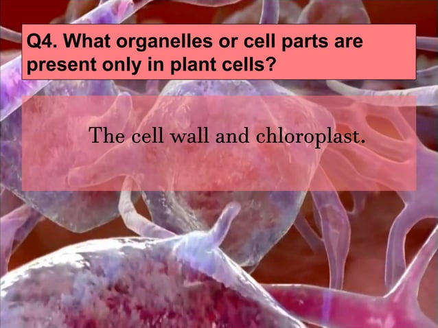 Comparing plant and animal cell | PPT | Biological Sciences | Science
