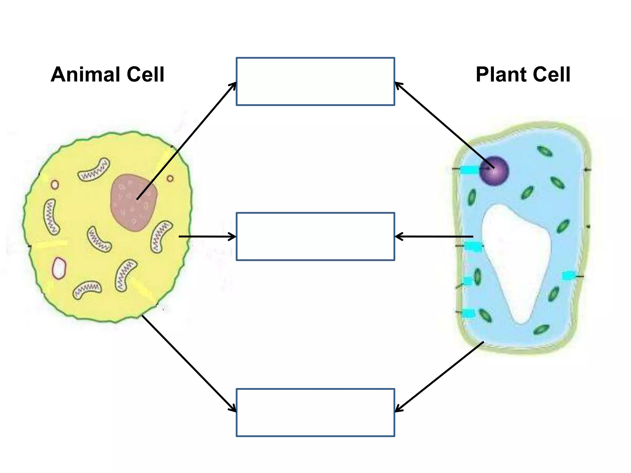 Comparing plant and animal cells | PPTX | Biological Sciences | Science