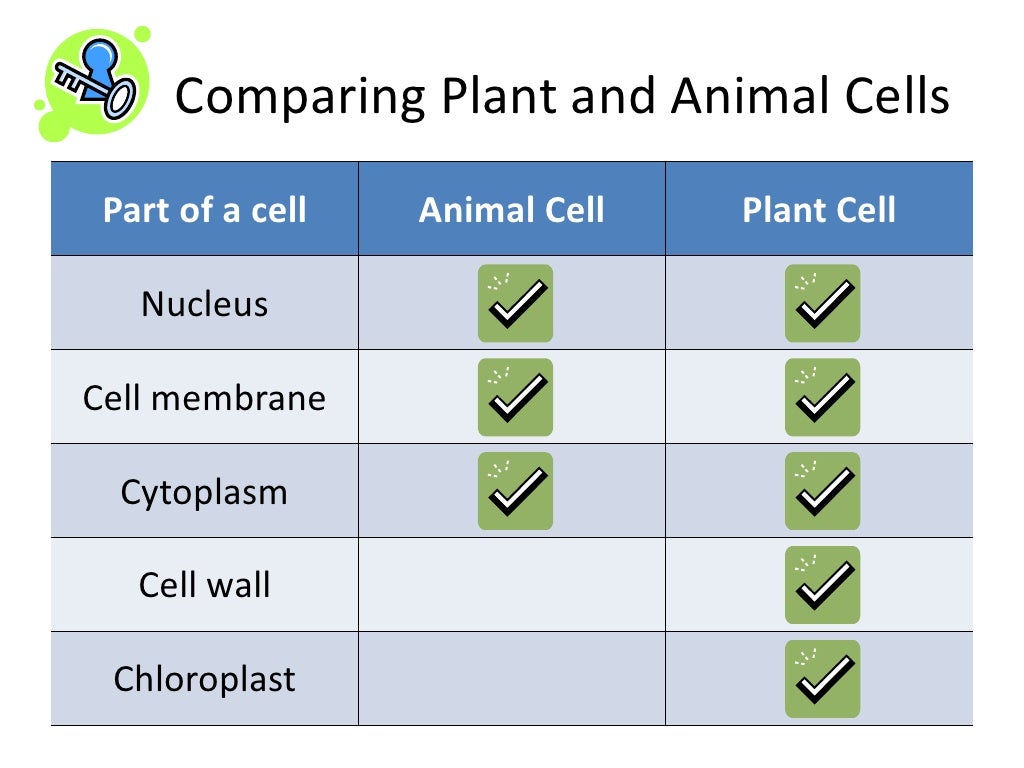 Comparing plant and animal cells