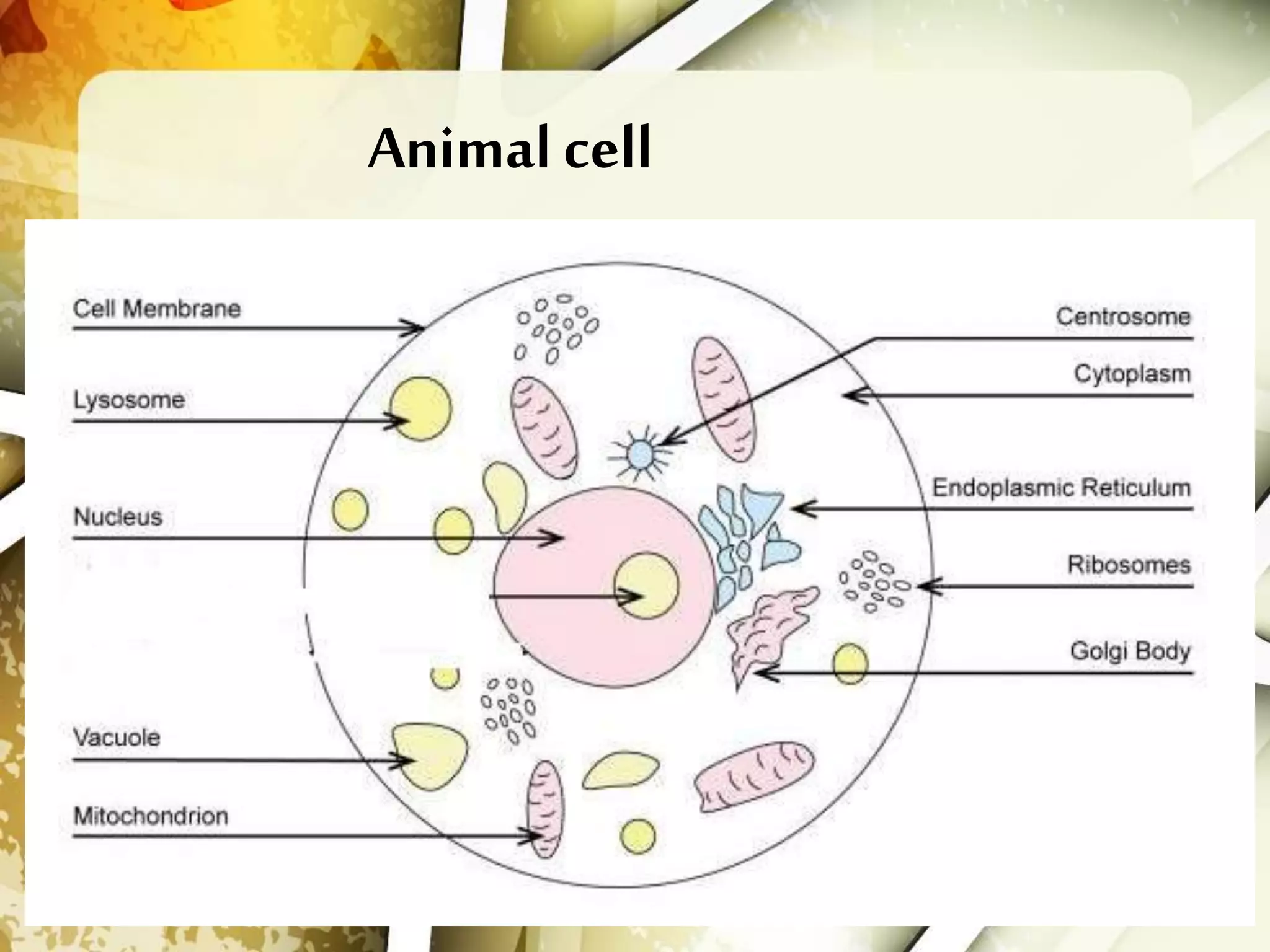 COMPARING PLANT CELL AND ANIMAL CELL (grade 7)ppt.pptx