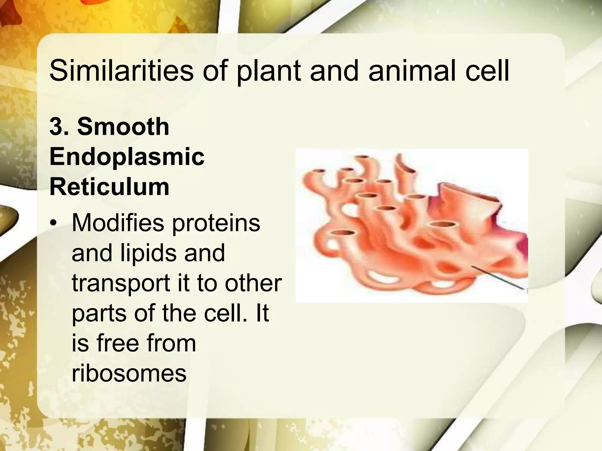 COMPARING PLANT CELL AND ANIMAL CELL (grade 7)ppt.pptx