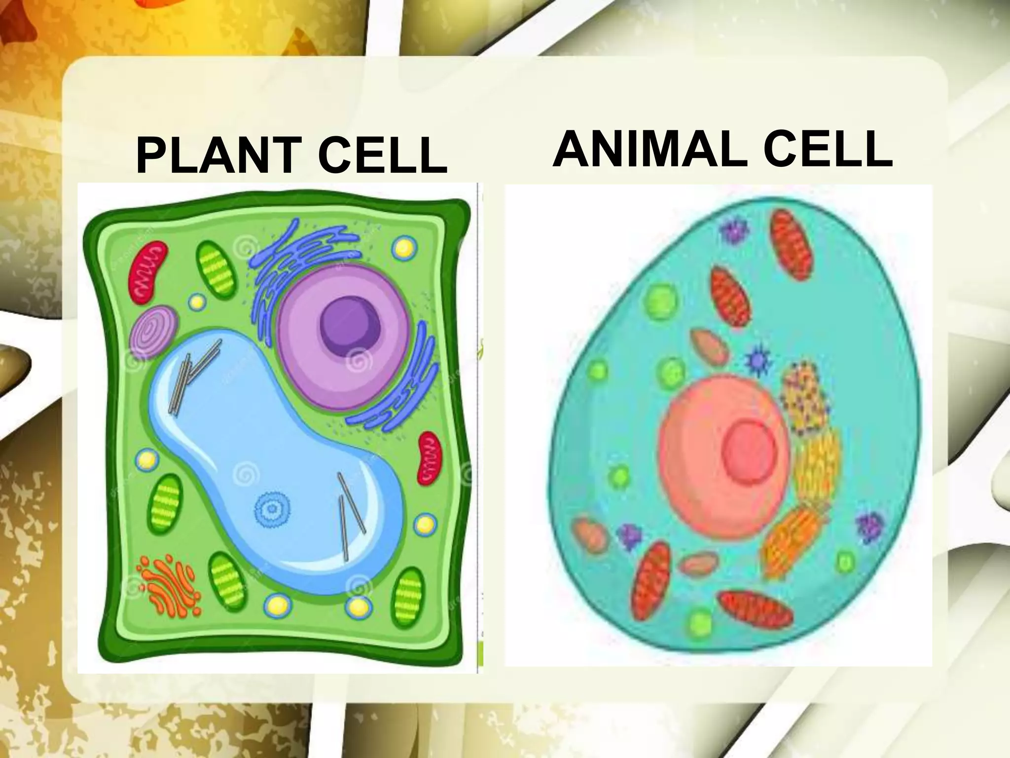COMPARING PLANT CELL AND ANIMAL CELL (grade 7)ppt.pptx | Biological ...