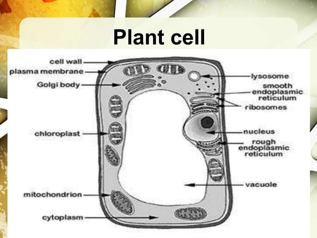 COMPARING PLANT CELL AND ANIMAL CELL (grade 7)ppt.pptx | Biological ...