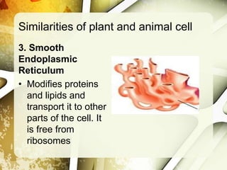 COMPARING PLANT CELL AND ANIMAL CELL (grade 7)ppt.pptx