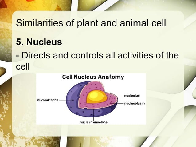 COMPARING PLANT CELL AND ANIMAL CELL (grade 7)ppt.pptx | Biological ...