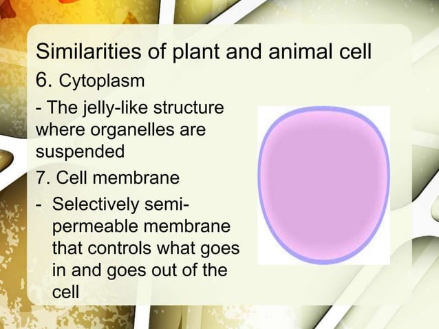 COMPARING PLANT CELL AND ANIMAL CELL (grade 7)ppt.pptx | Biological ...