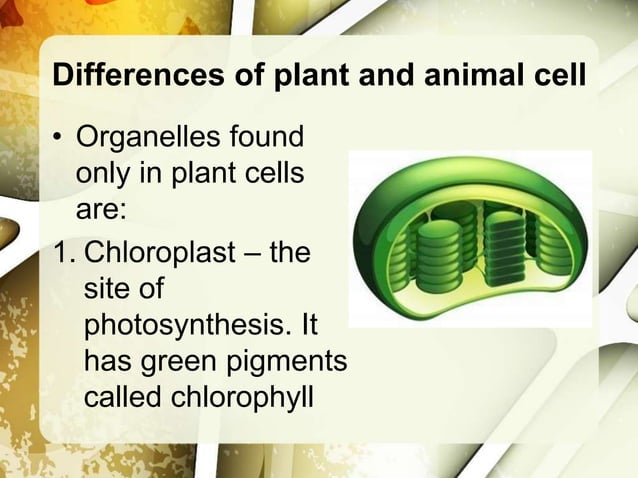 COMPARING PLANT CELL AND ANIMAL CELL (grade 7)ppt.pptx | Biological ...