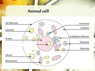 COMPARING PLANT CELL AND ANIMAL CELL (grade 7)ppt.pptx