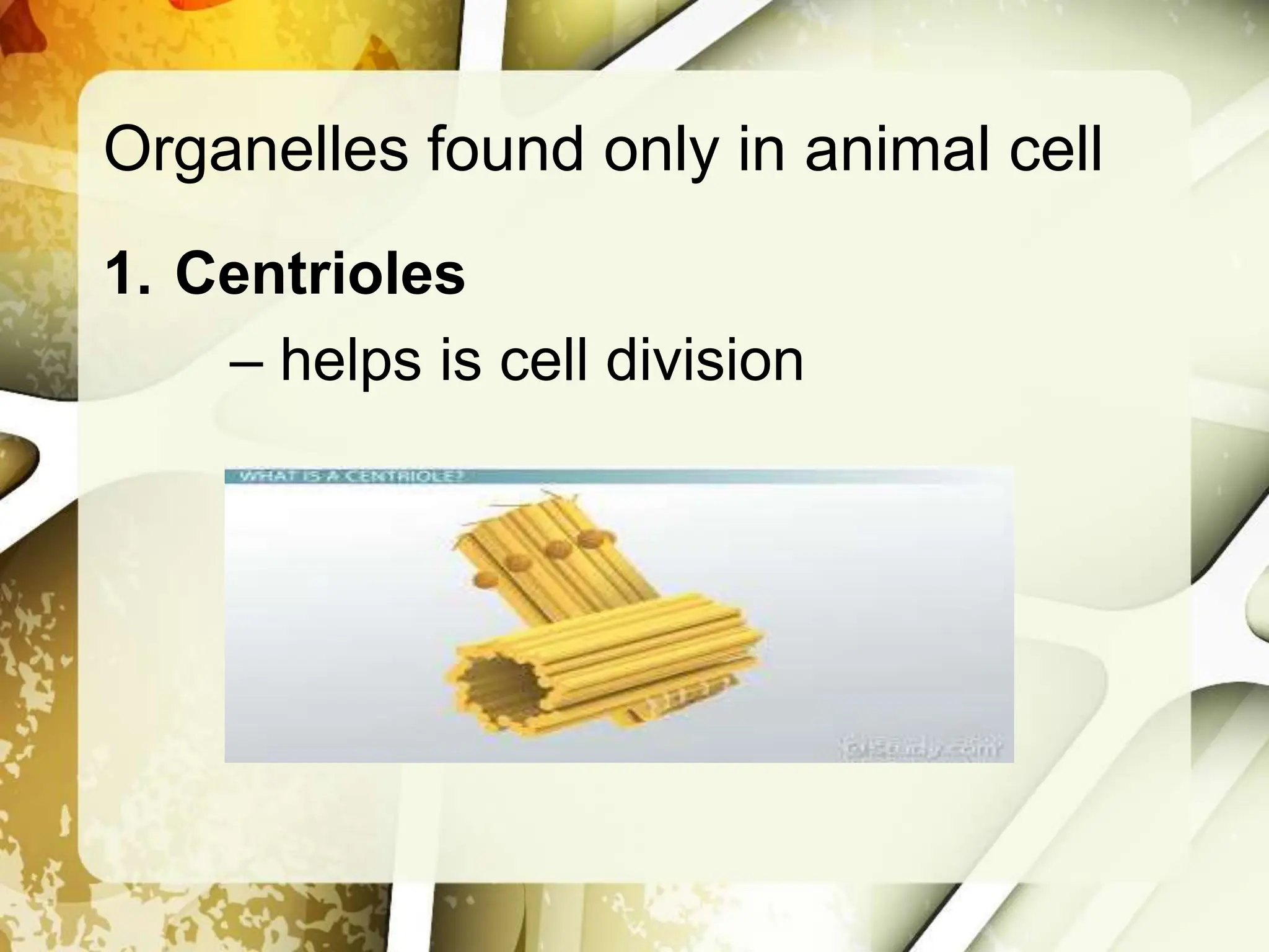 COMPARING PLANT CELL AND ANIMAL CELL ppt.pptx