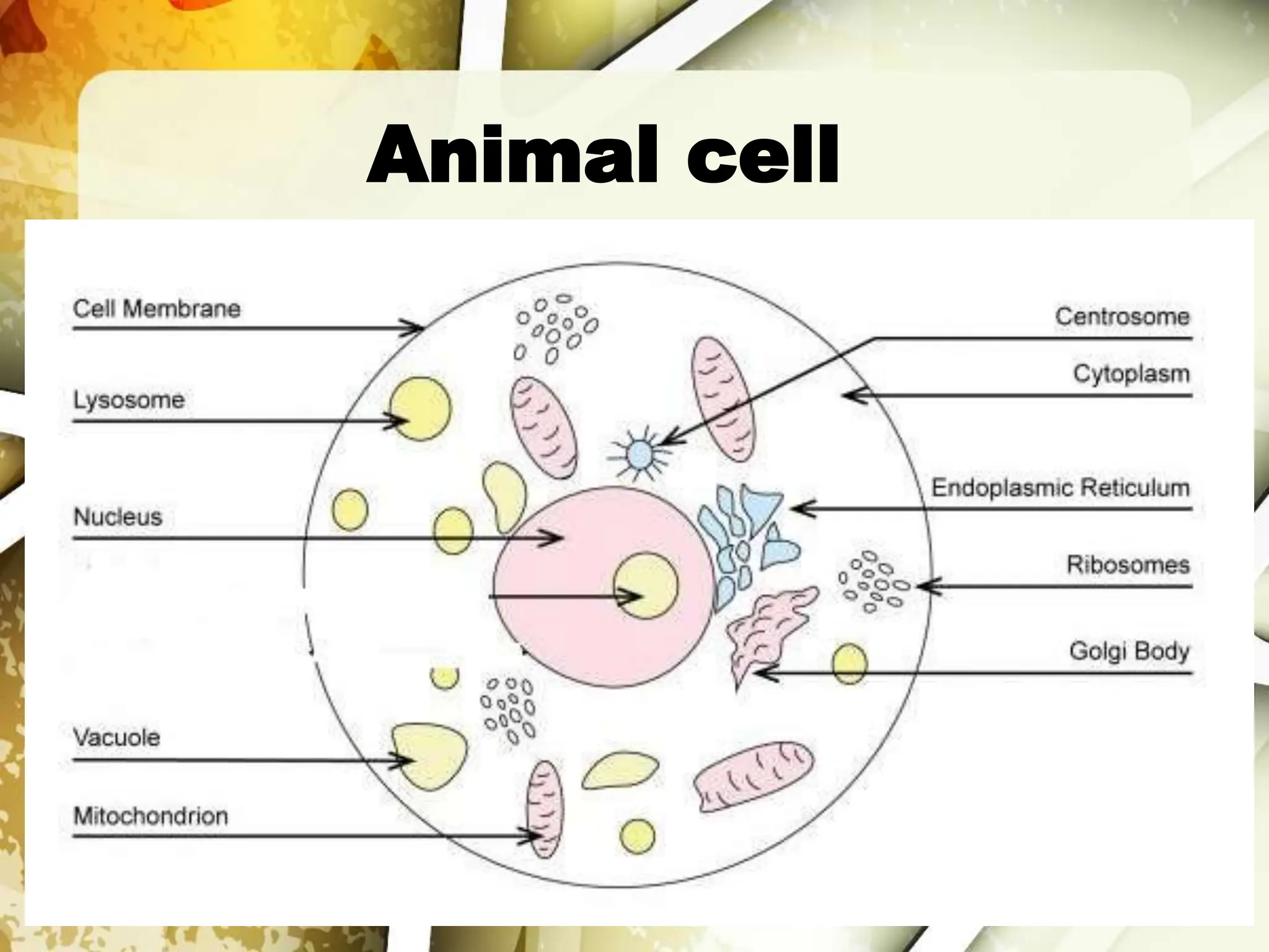 COMPARING PLANT CELL AND ANIMAL CELL ppt.pptx