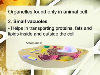 COMPARING PLANT CELL AND ANIMAL CELL ppt.pptx